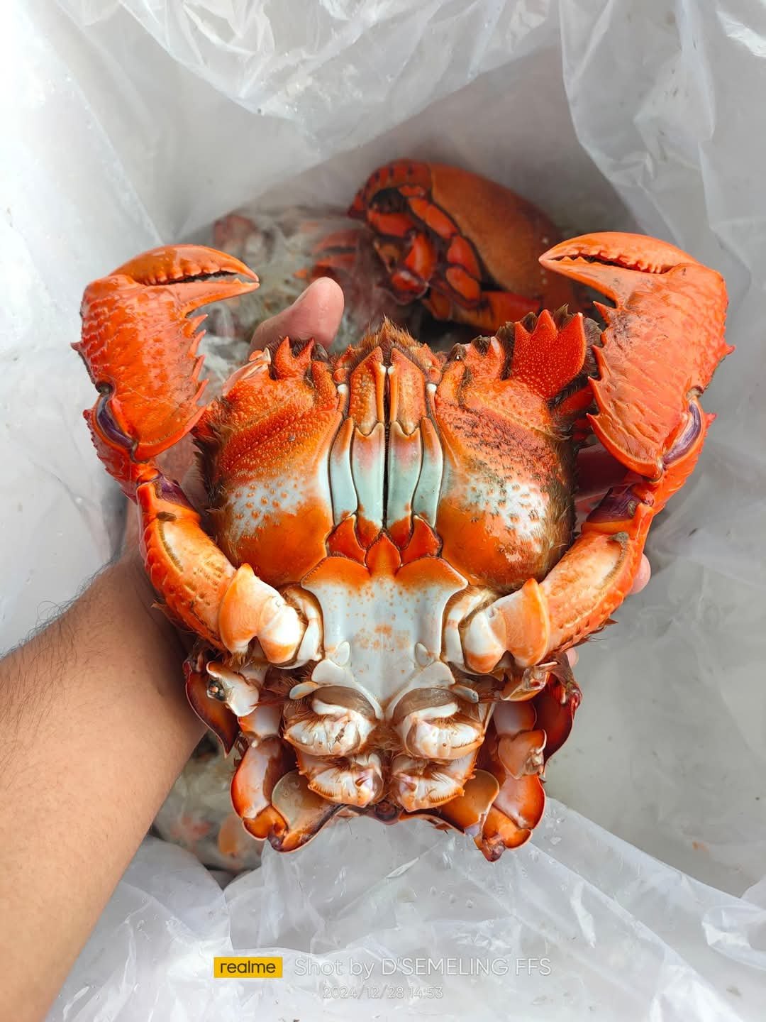 Spanner Crab 700g up – dsemelingfrozen