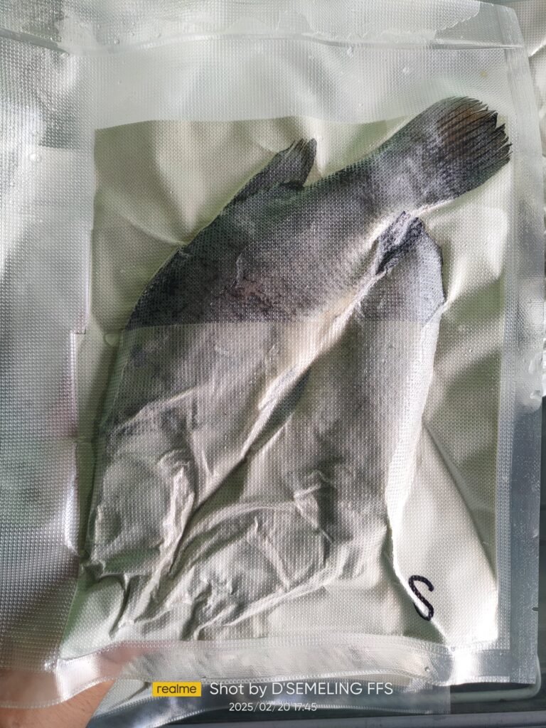 Ikan Bekok (Siakap) – dsemelingfrozen